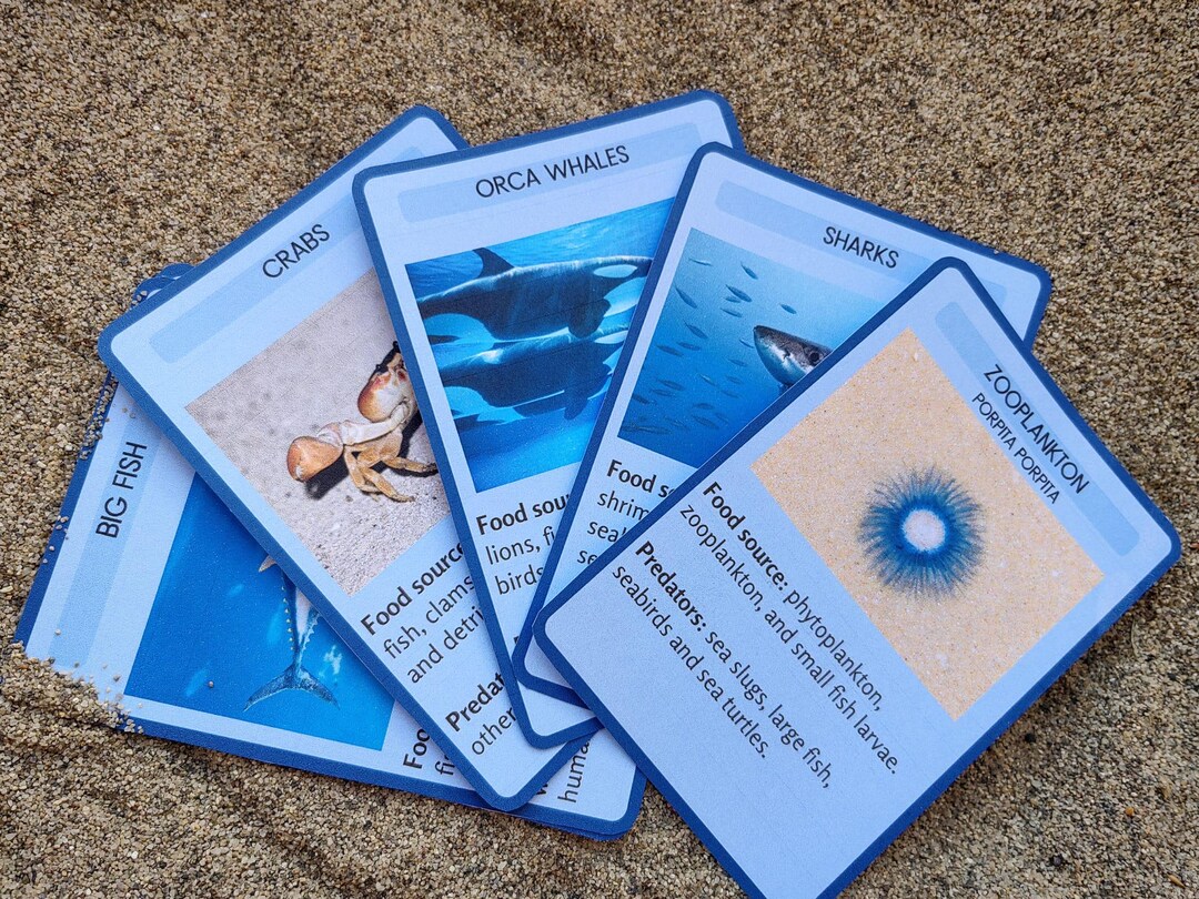 Ocean Ecosystem Flashcards | Marine Life Food Chains & Predators ...