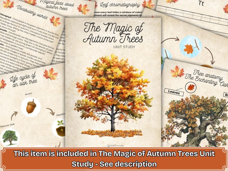 Oak Tree Anatomy Printable: Autumn Science Activity (PDF Download) - Etsy
