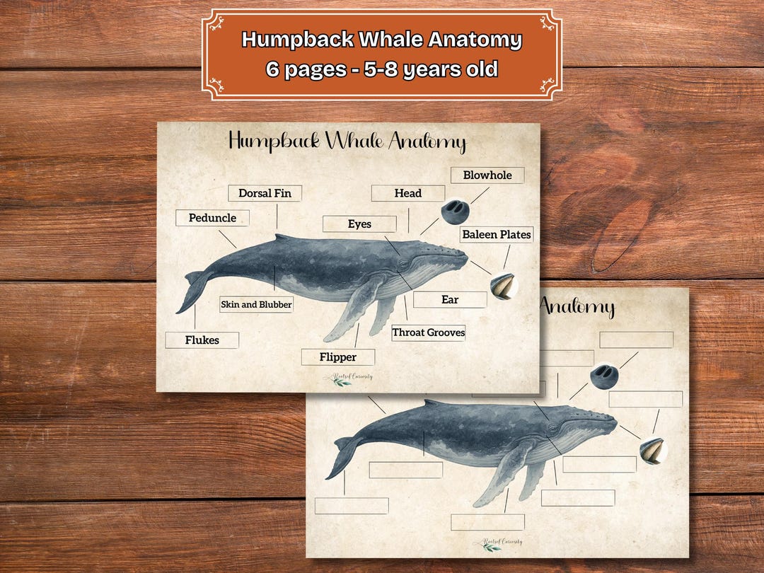 Humpback Whale Anatomy Printable for Kids | Ocean Animal Science ...
