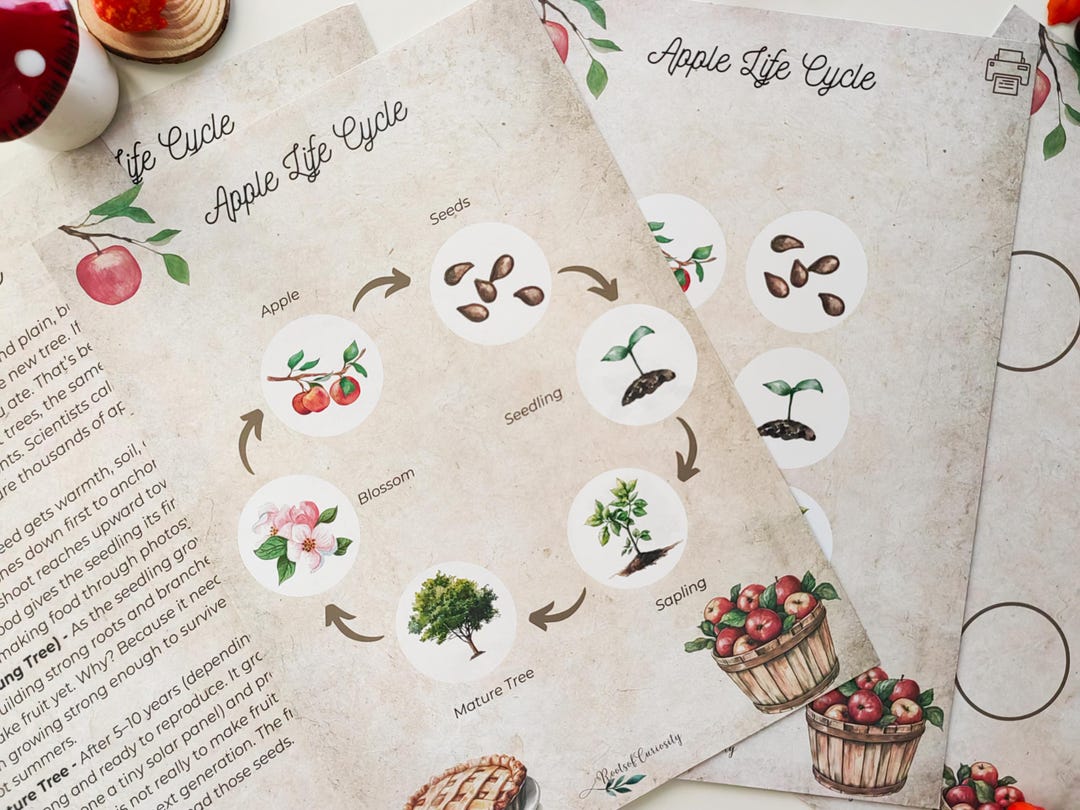 Apple Life Cycle Printable: Cut & Paste Science Activity (PDF Download ...