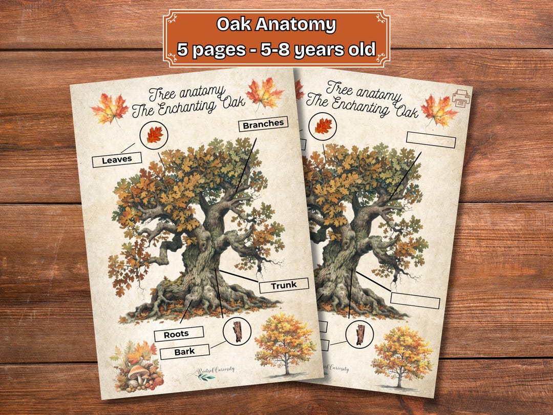 Oak Tree Anatomy Printable: Autumn Science Activity (PDF Download) - Etsy