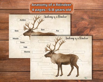 Parts of a Reindeer Winter Study Curriculum Anatomy Kindergarten - Etsy