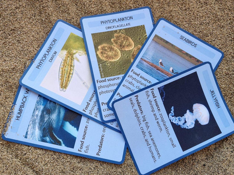Ocean Ecosystem Flashcards | Marine Life Food Chains & Predators ...