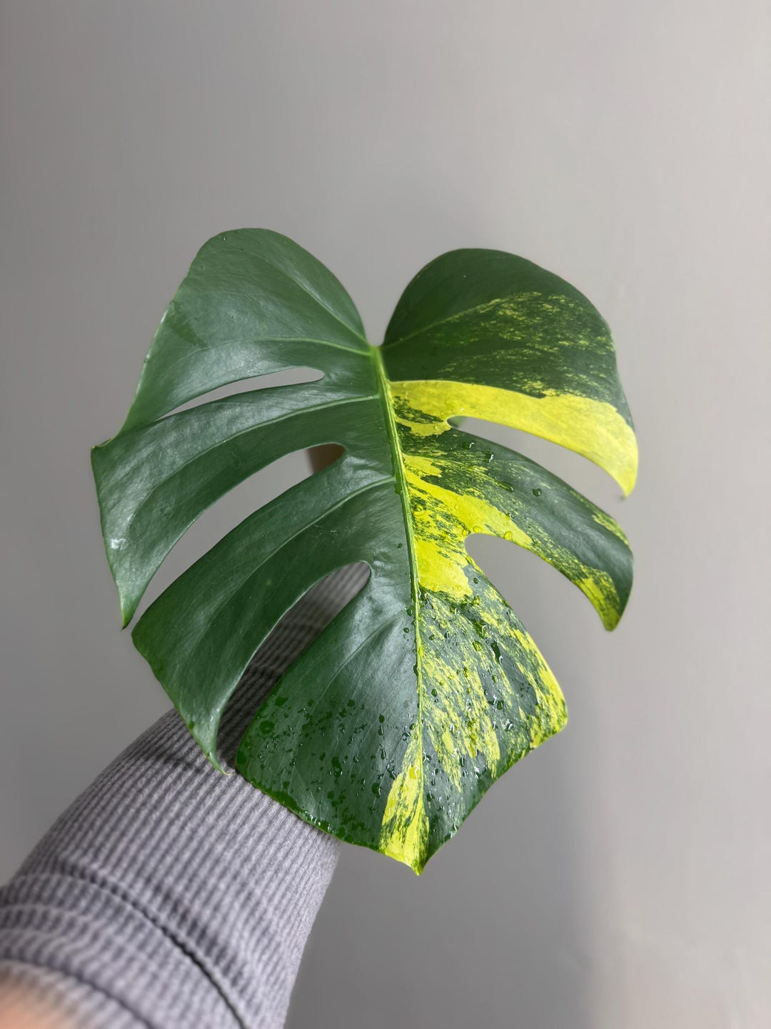 Monstera Aurea Mature Cutting - Etsy