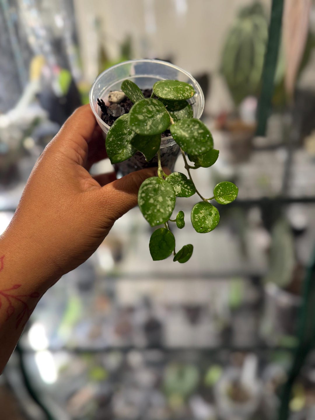 Hoya Mathilde Splash-currently Trailing - Live Houseplant in 3” Pot #87 ...