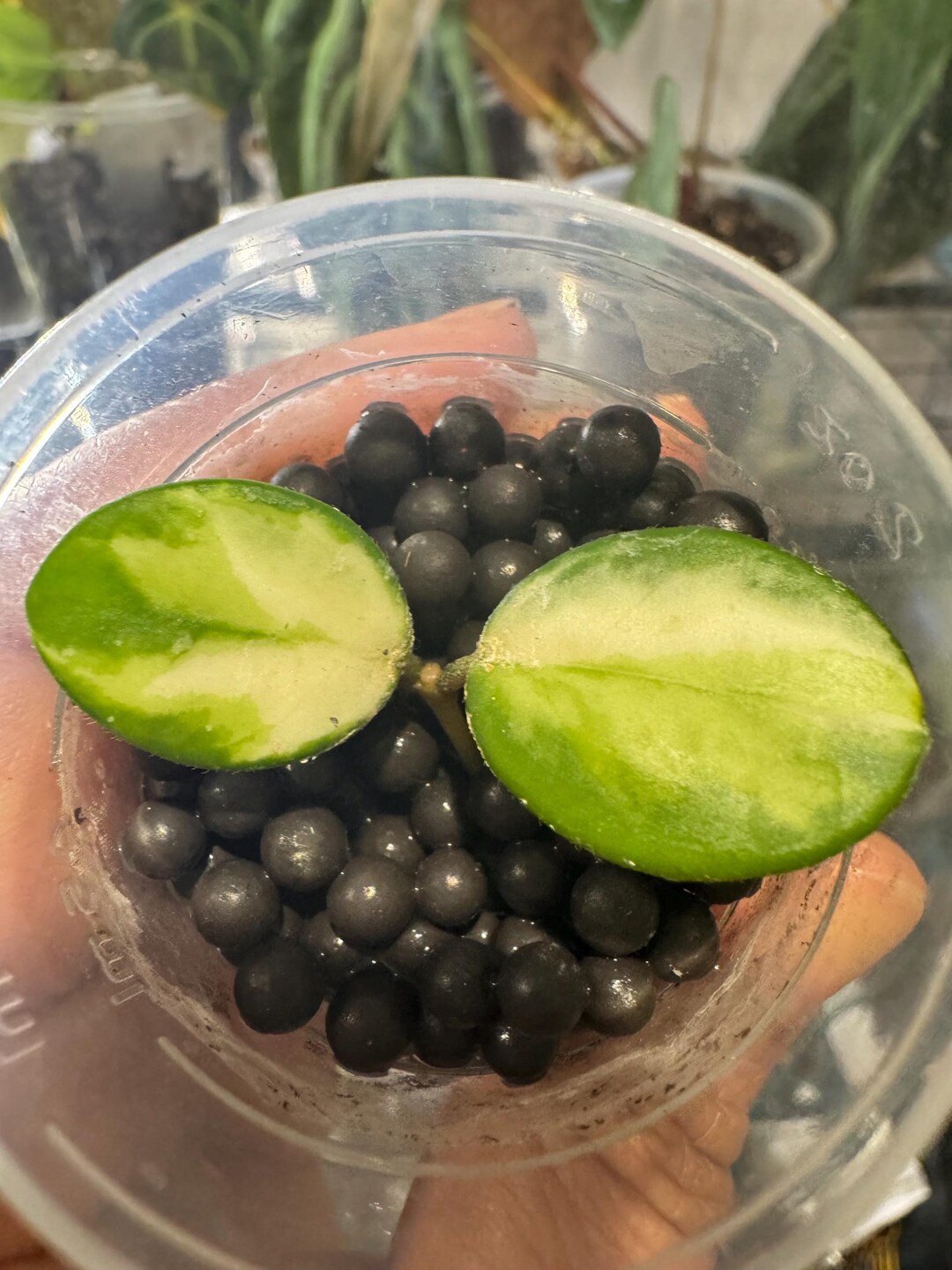 Hoya Mathilde Variegated UNROOTED Cutting - Etsy