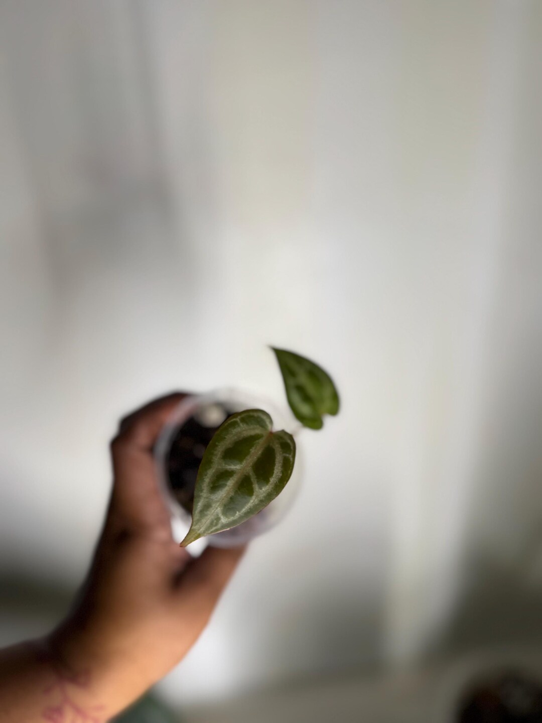 Anthurium Crystal Hope X Red Crystallinum - Etsy