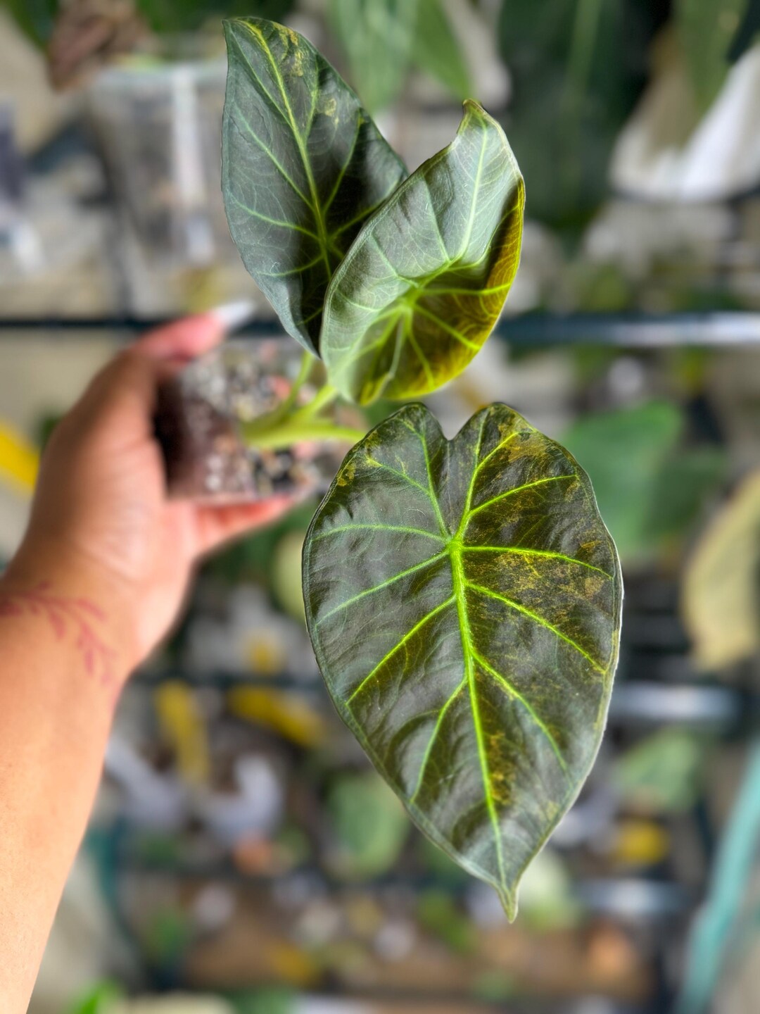 Variegated Alocasia Regal Shield holiday Sale Price - Etsy