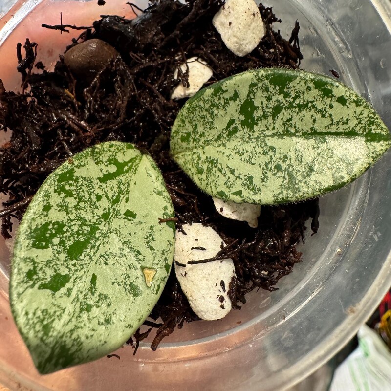 Hoya Mathilde - Etsy