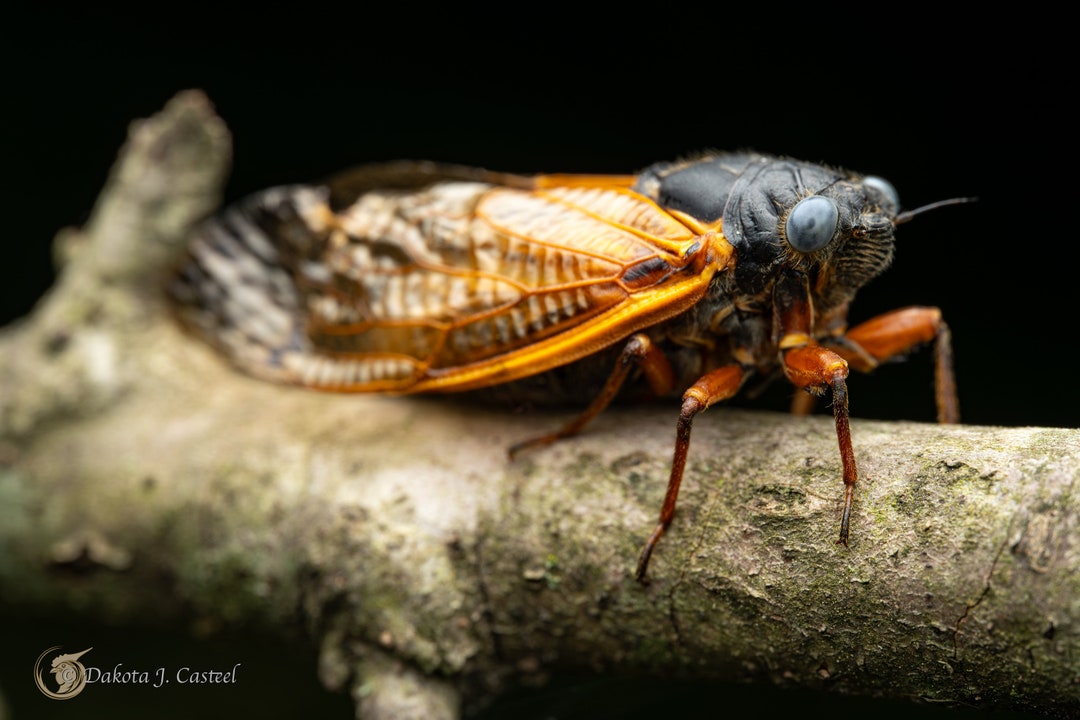 Real Blue Eyed Cicada - Etsy