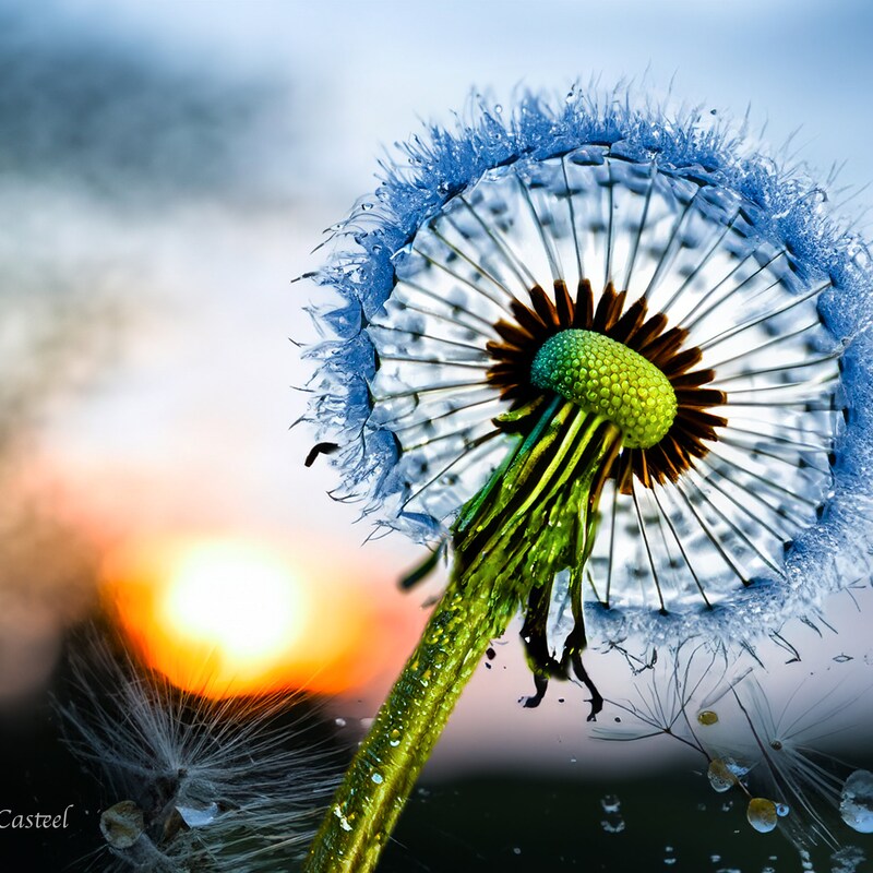 Dandelion Fluff - Etsy