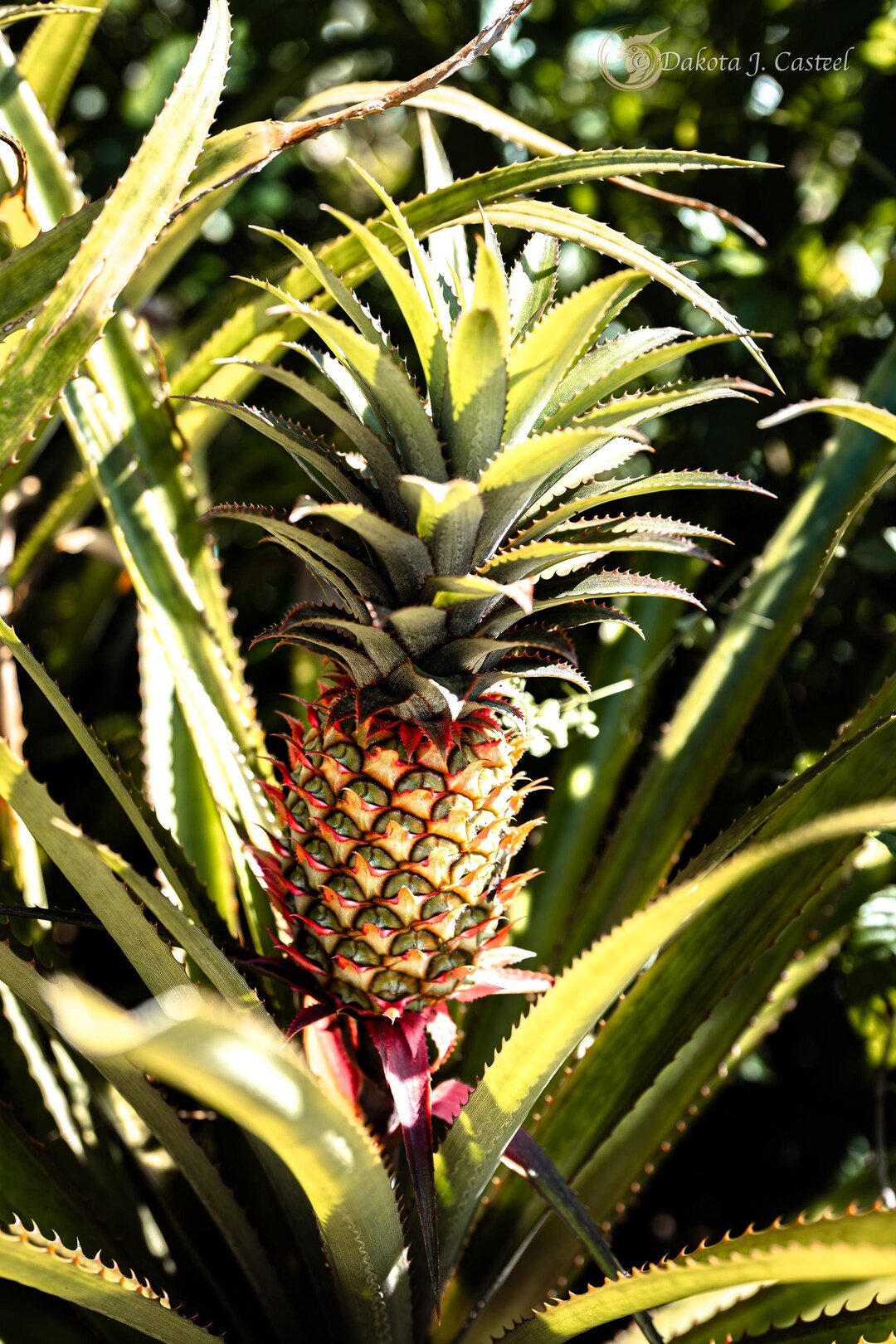 Pineapple Collection - Etsy