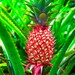 Pineapple Collection - Etsy