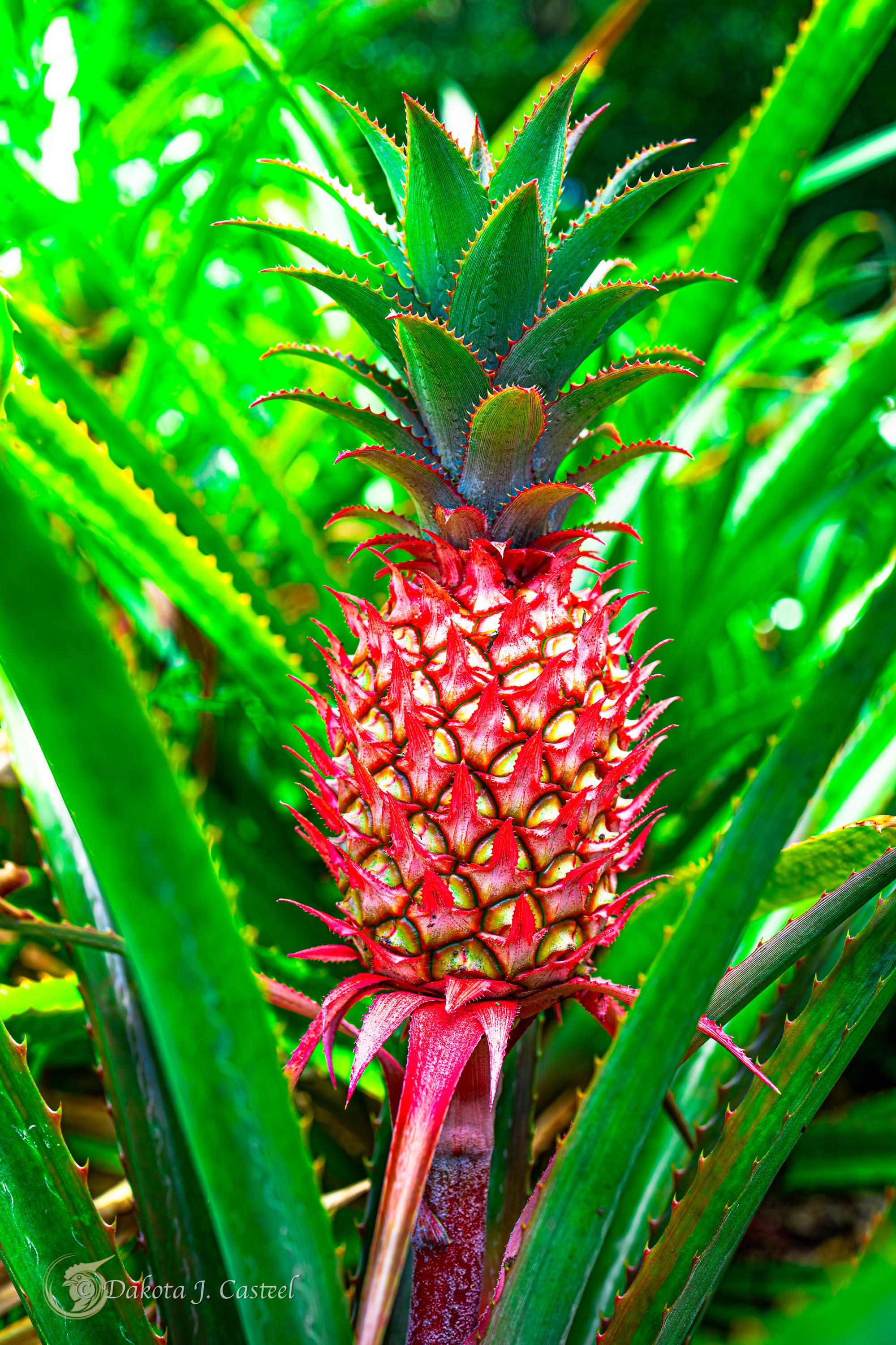 Pineapple Collection - Etsy