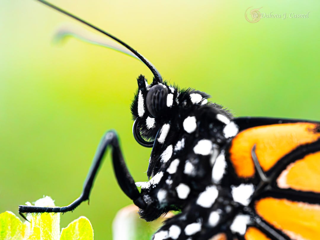 Monarch Butterfly Collection - Etsy
