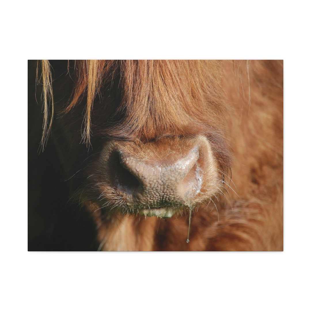 Highland Cow Nose Art | Highland Cow Portrait | Highland Cow Art ...