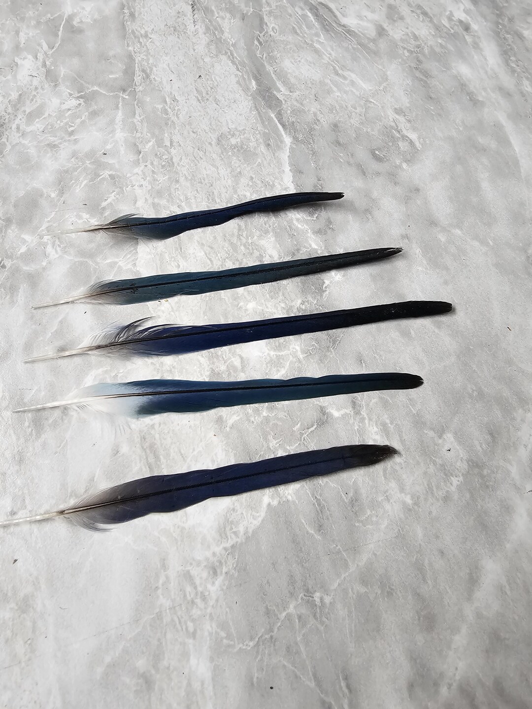 Tropical Bird / Parrot Feathers Blue Variety Pack help Support Our Non ...