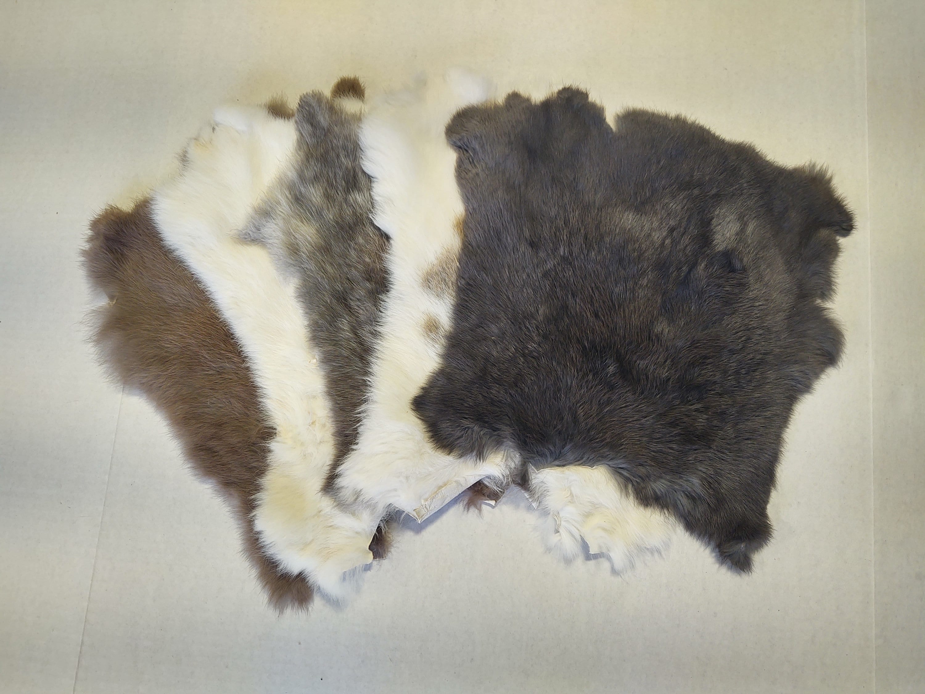 Laboratory Rabbits Pelts