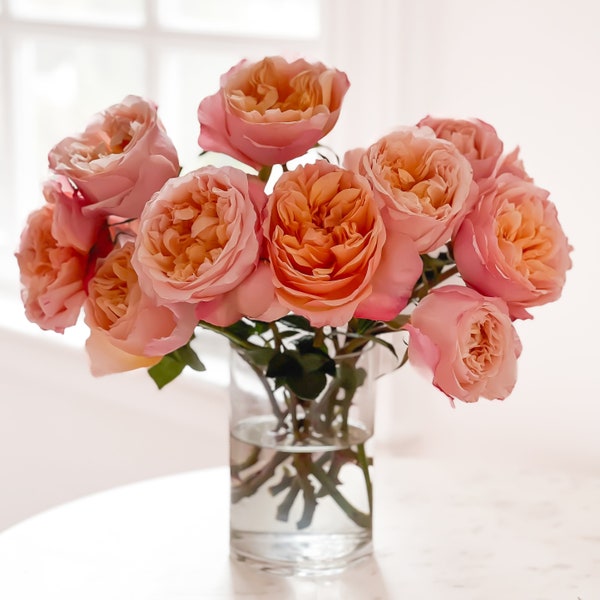 David Austin Roses - Etsy