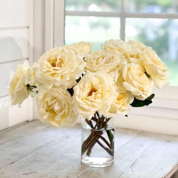 Vitality Garden Rose