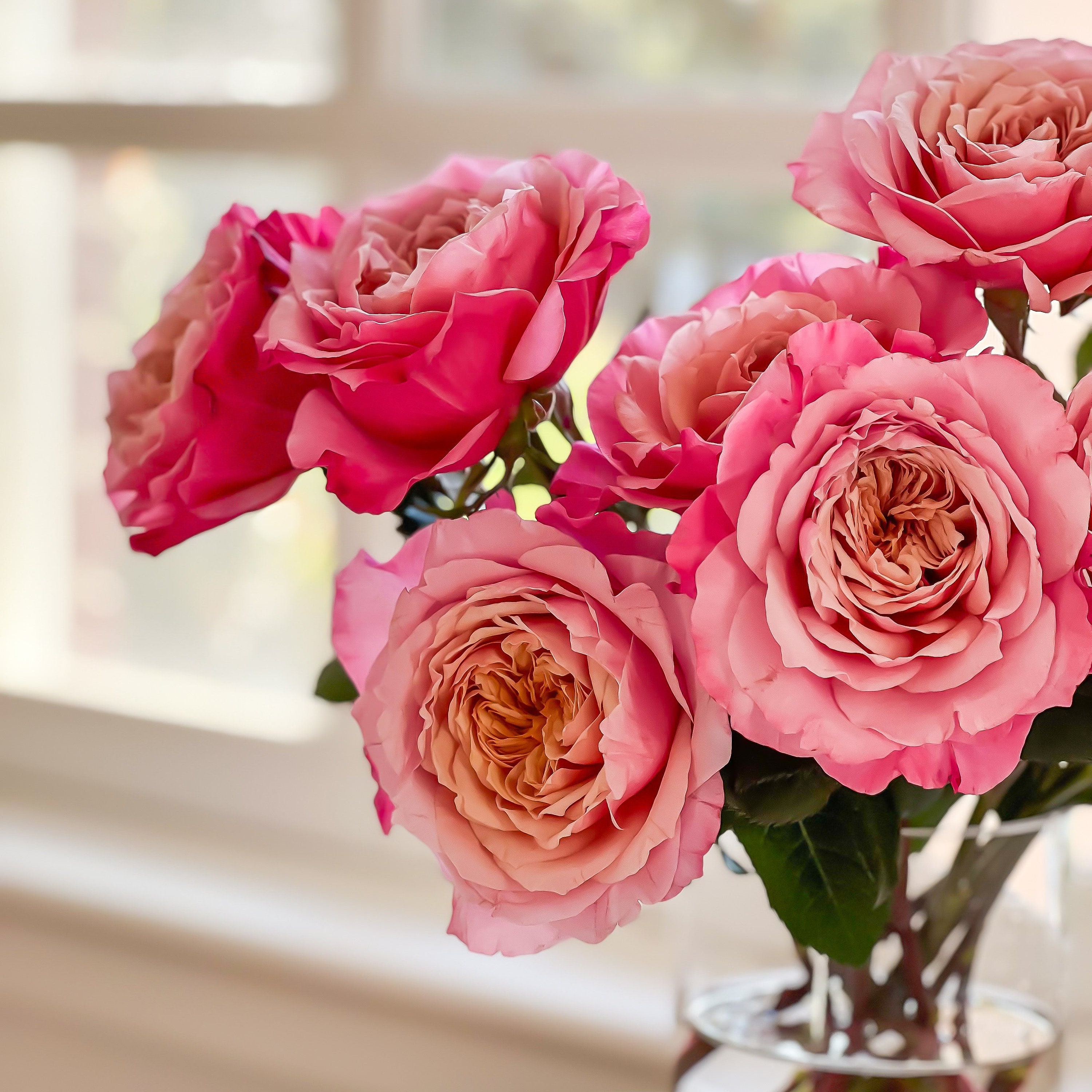 Miyabi Wabara Luxury Cut Garden Roses 12 Stems per Bunch - Etsy
