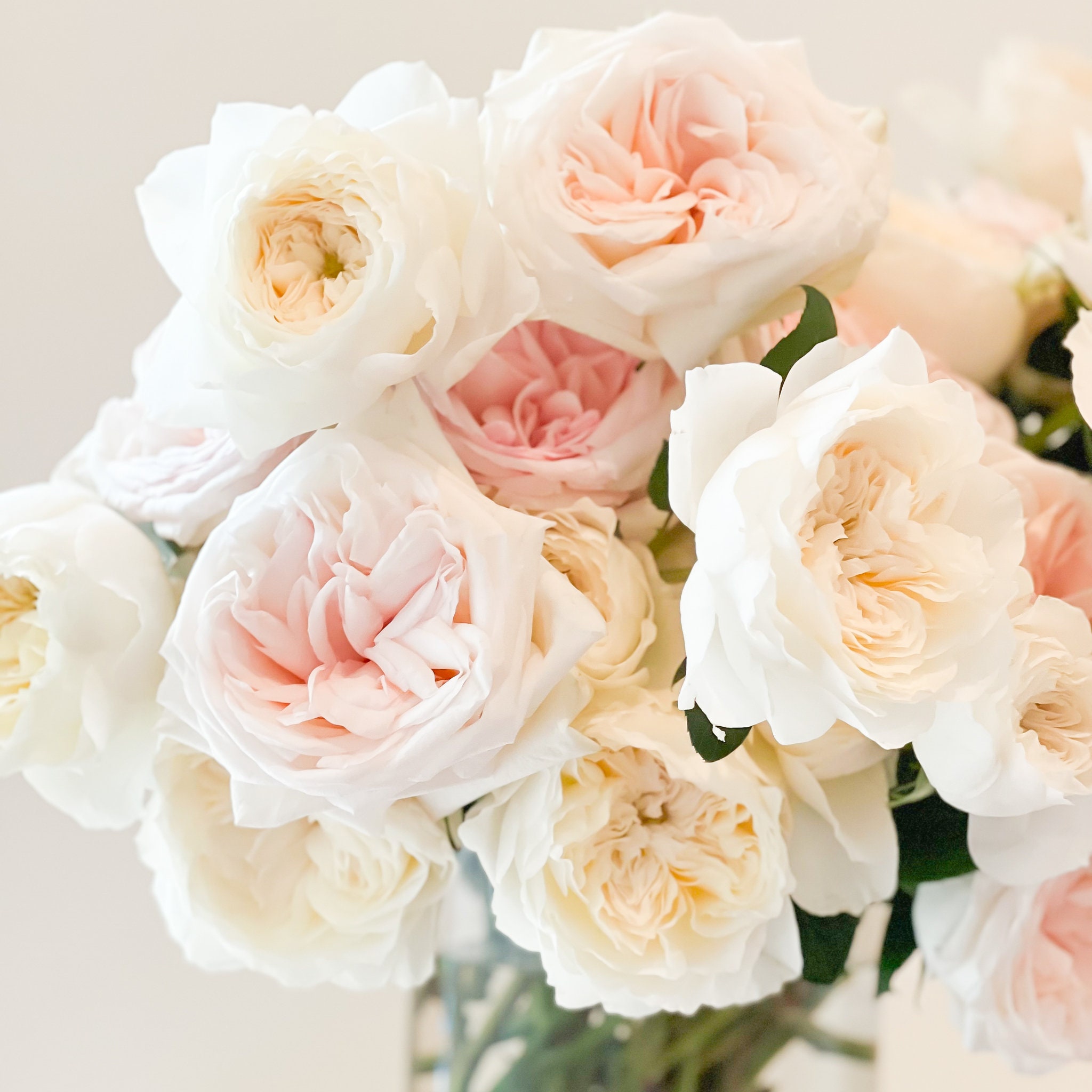 Cristina Luxury Cut Garden Rose Bouquet 24 Stems - Etsy