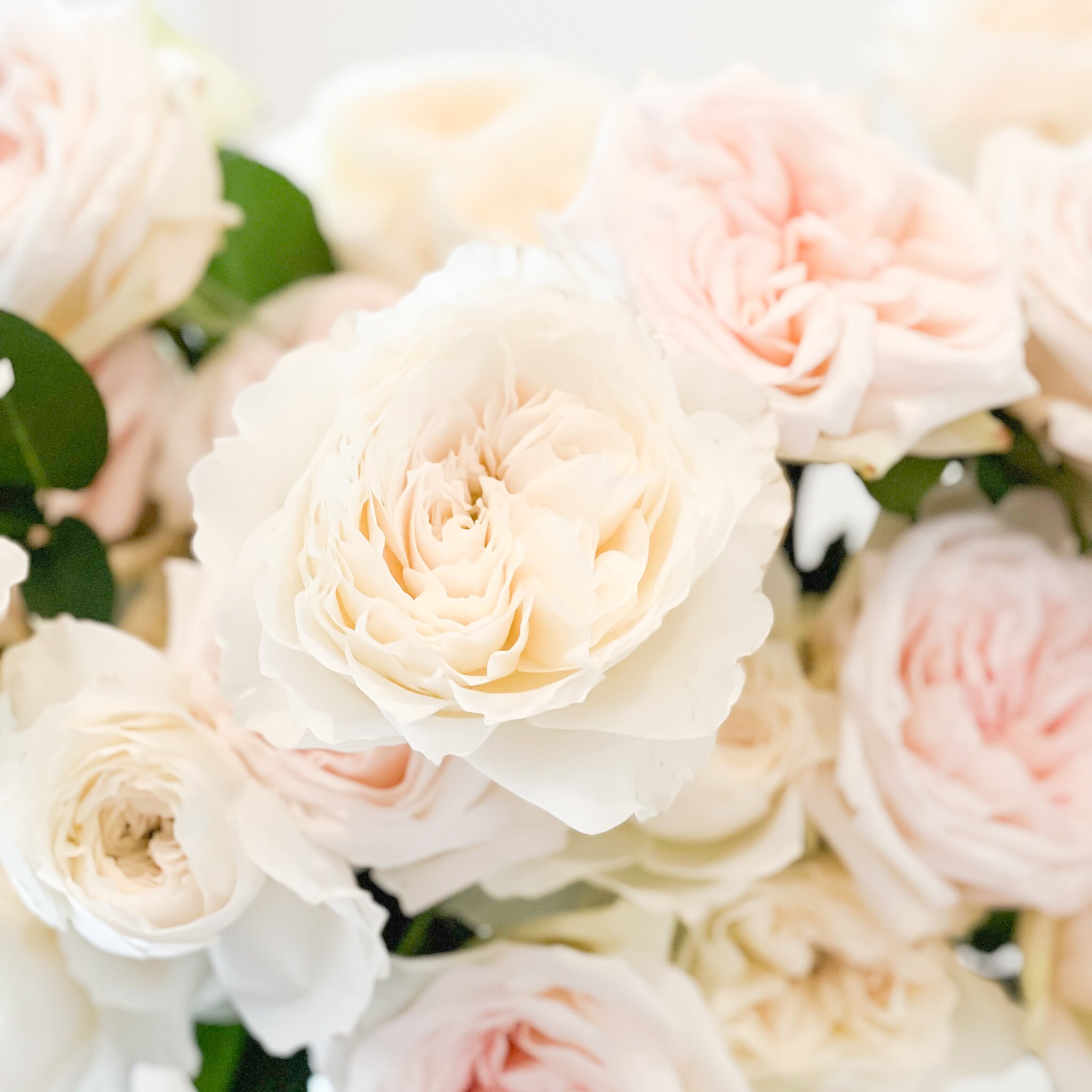 Cristina Luxury Cut Garden Rose Bouquet 24 Stems - Etsy