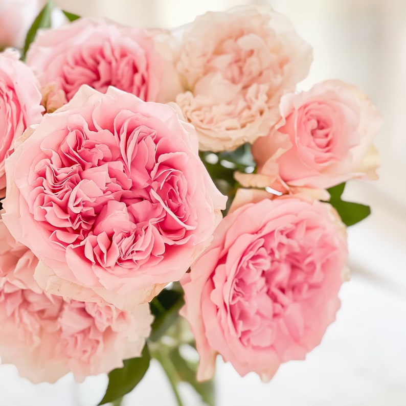 David Austin Miranda Pink Luxury Cut Garden Roses 12 Stems - Etsy