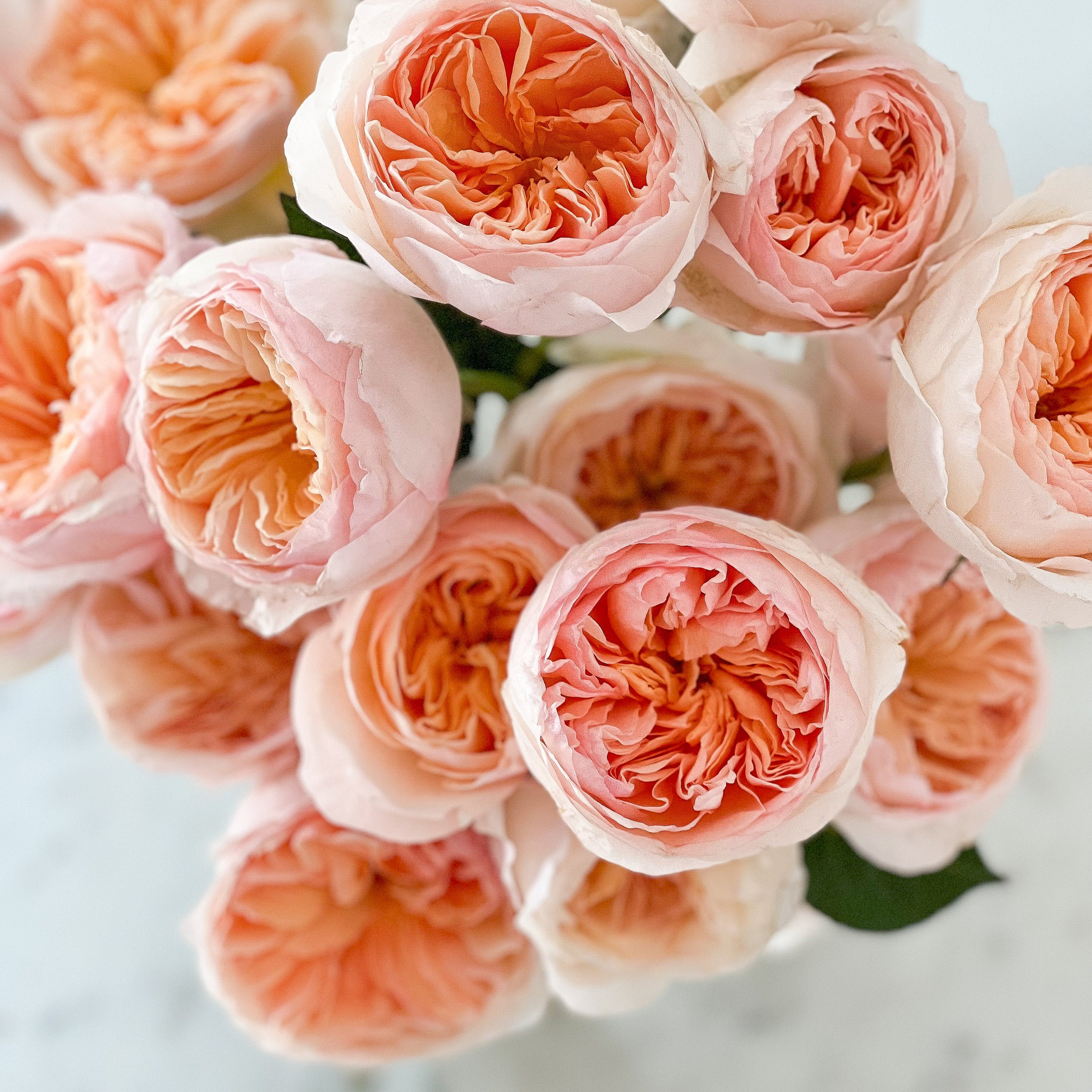 David Austin Juliet Apricot Luxury Cut Garden Roses 12 Stems per Bunch ...