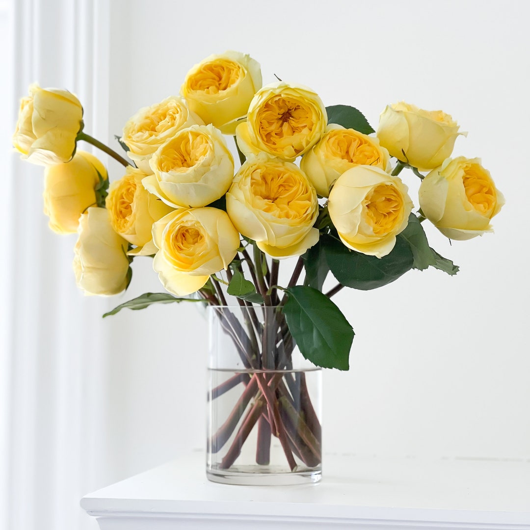 Catalina Yellow Luxury Cut Garden Roses 12 Stems per Bunch - Etsy