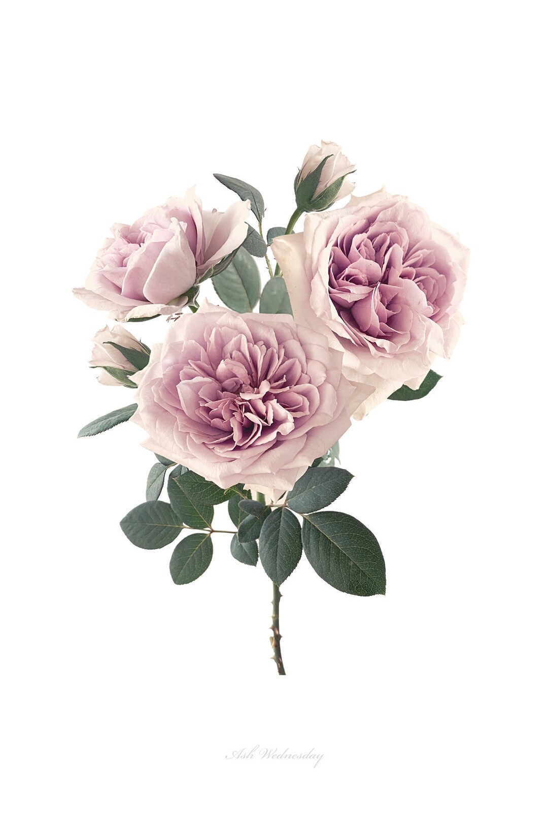 Ash Wednesday Mauve English Garden Rose Botanical Print From Grace Rose ...