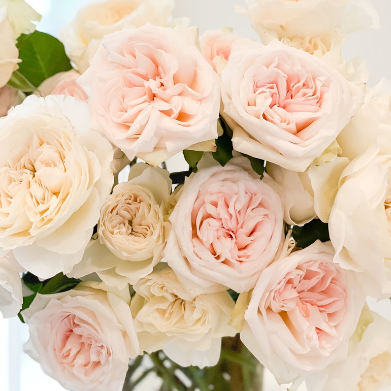 Cristina Luxury Cut Garden Rose Bouquet 24 Stems - Etsy