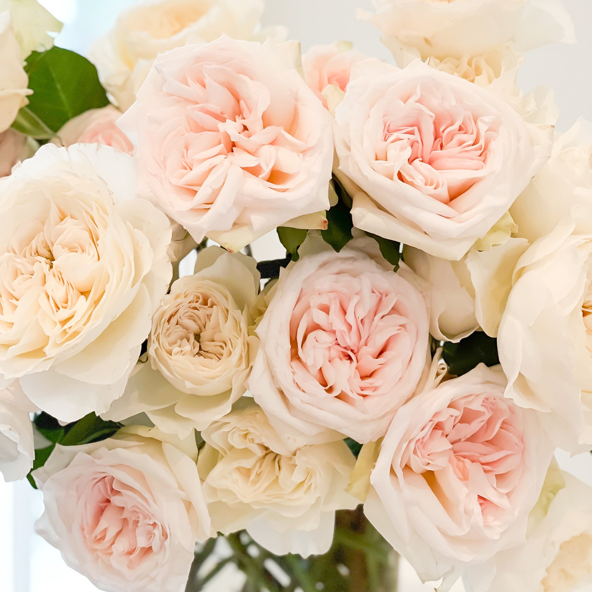 Cristina Luxury Cut Garden Rose Bouquet 24 Stems - Etsy