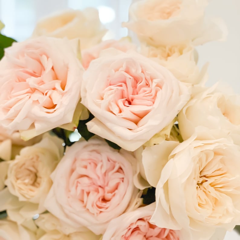 Cristina Luxury Cut Garden Rose Bouquet 24 Stems - Etsy