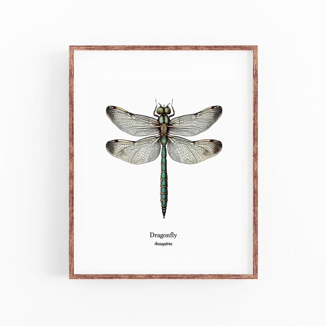Dragonfly | Vintage Art | Fine Art Print 11"x14",8"x10",5"x7" - Etsy