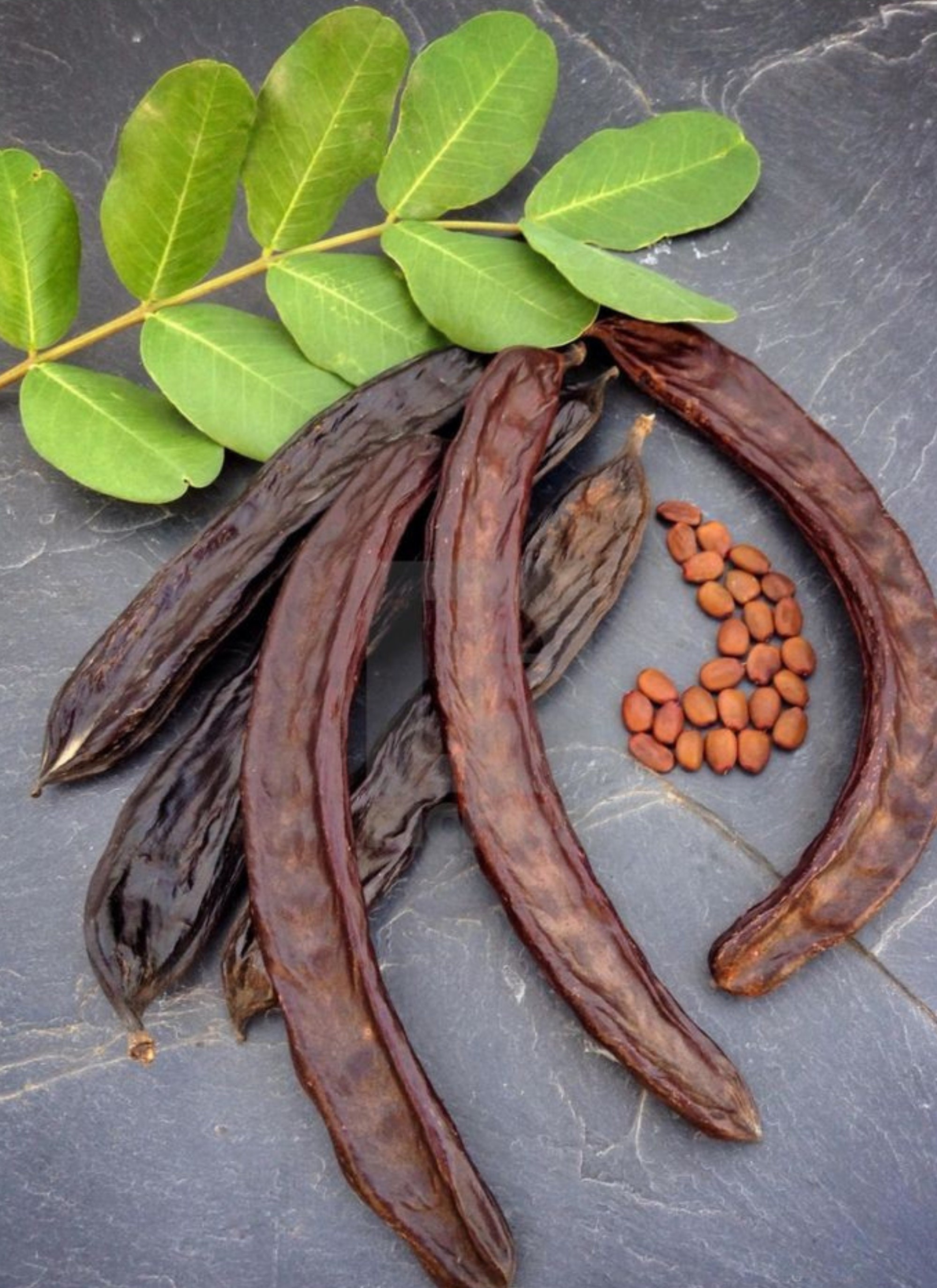 420 Gr Whole Greek Certified Organic Carob Pods ceratonia - Etsy