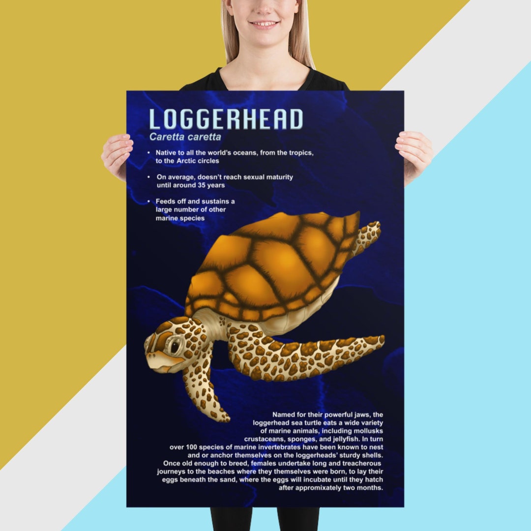 Educational Poster Print - Loggerhead Sea Turtle - Etsy