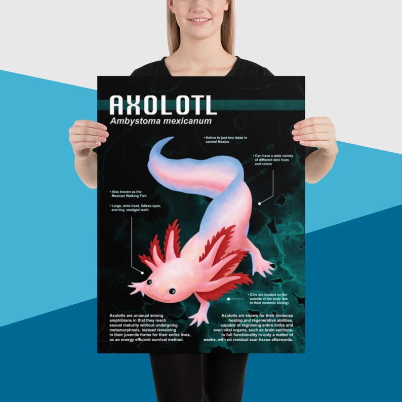 Educational Poster Print - Axolotl - Etsy