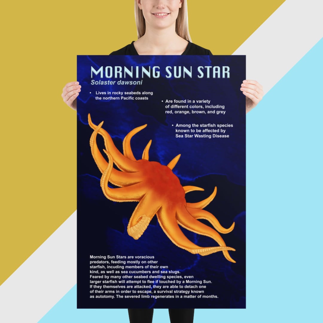 Educational Poster Print - Morning Sun Star Seastar - Etsy