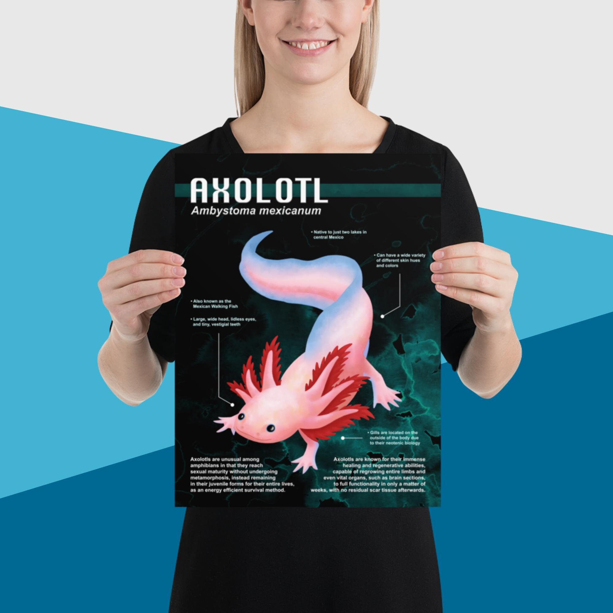 Educational Poster Print - Axolotl - Etsy