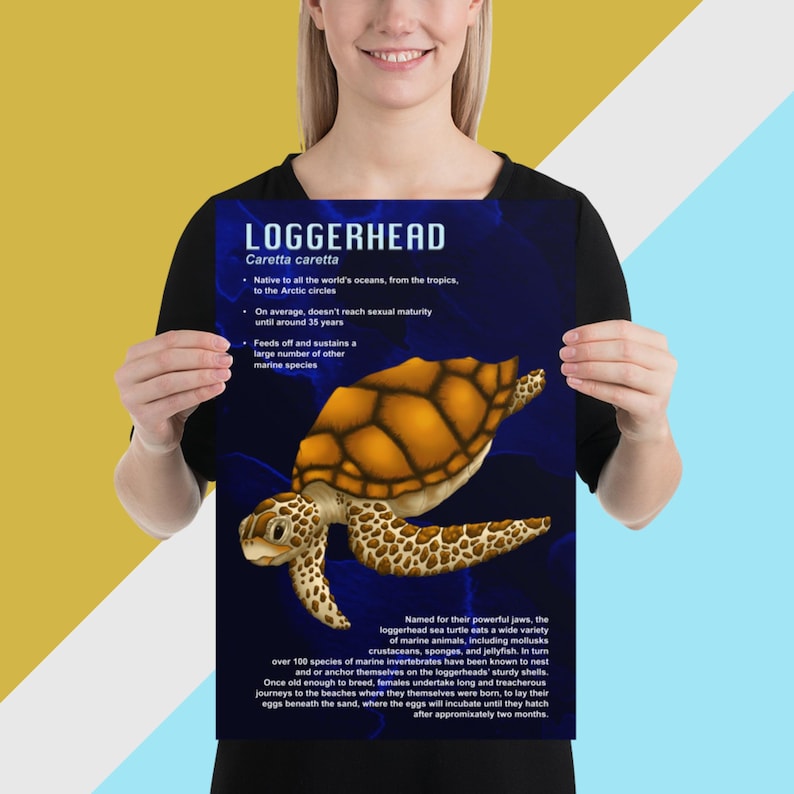 Educational Poster Print - Loggerhead Sea Turtle - Etsy