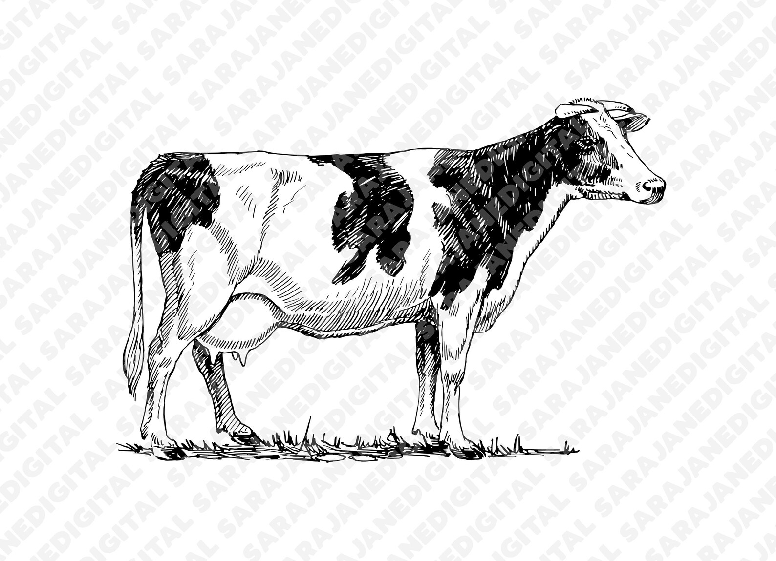 Holstein Cow Dairy Animal Farm PNG SVG, Vintage Illustration Sketch ...