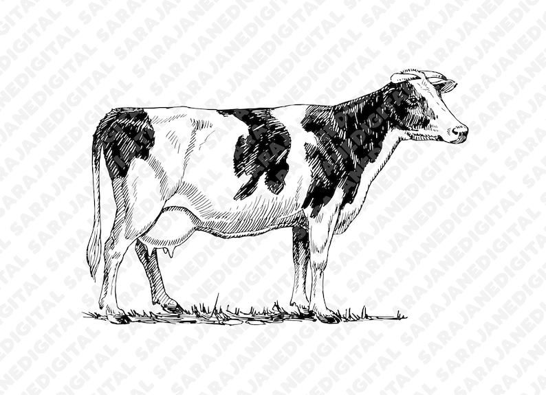 Holstein Cow Dairy Animal Farm PNG SVG, Vintage Illustration Sketch ...