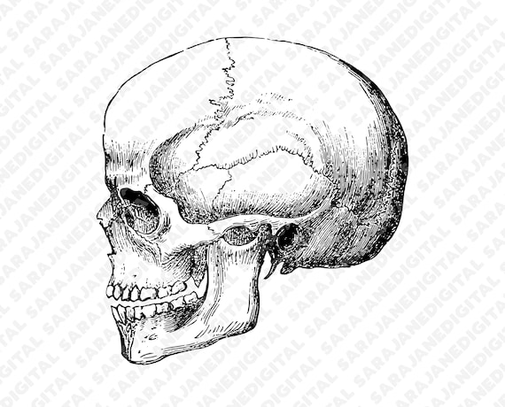 Human Skulls Side View Drawing