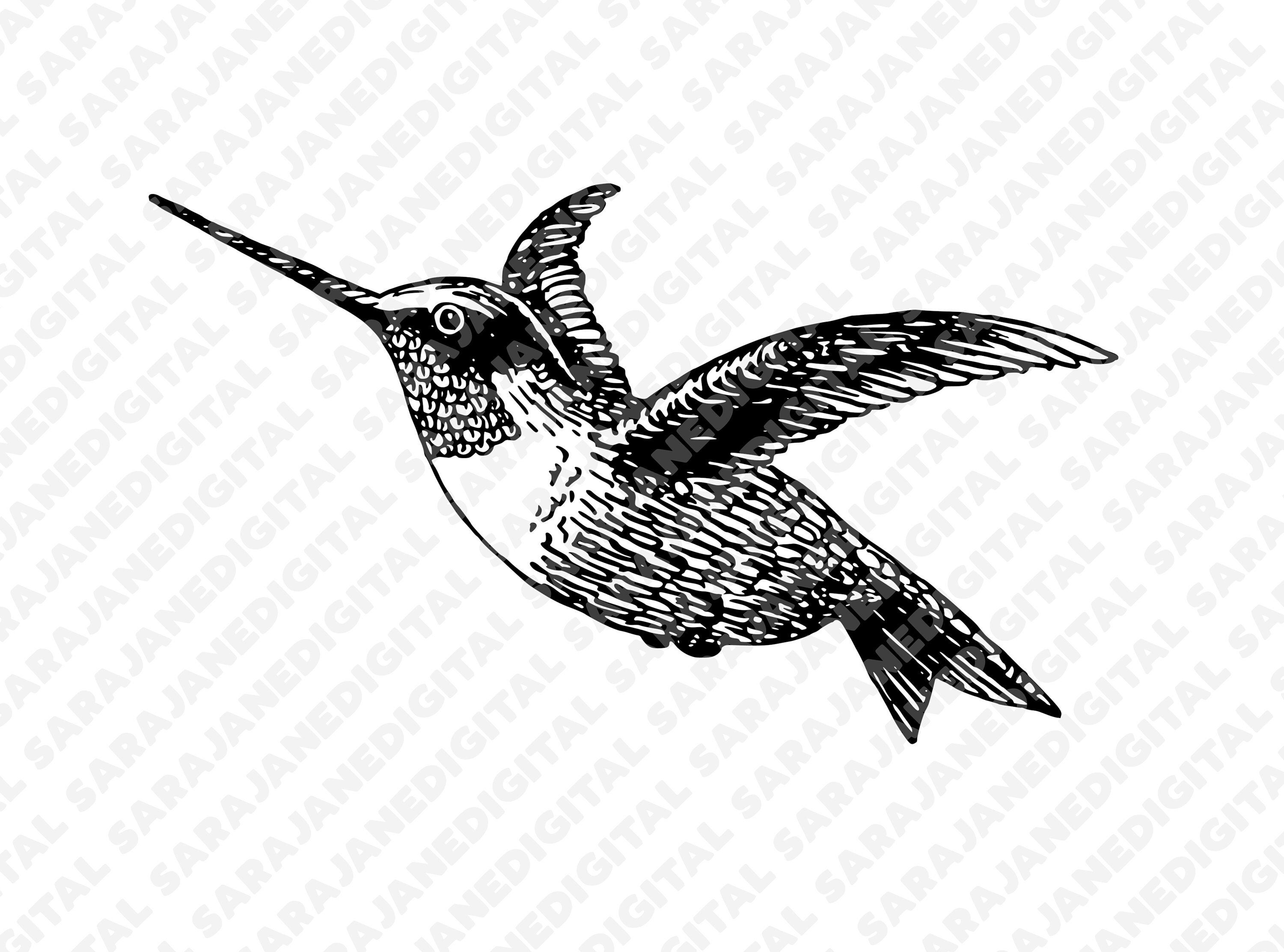 Hummingbird Bird Tattoo PNG SVG, Vintage Illustration Sketch, Clip Art ...