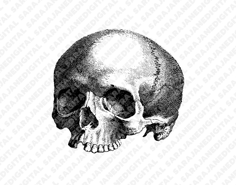 Human Skull Skeleton Bones Halloween PNG SVG Vintage Illustration ...