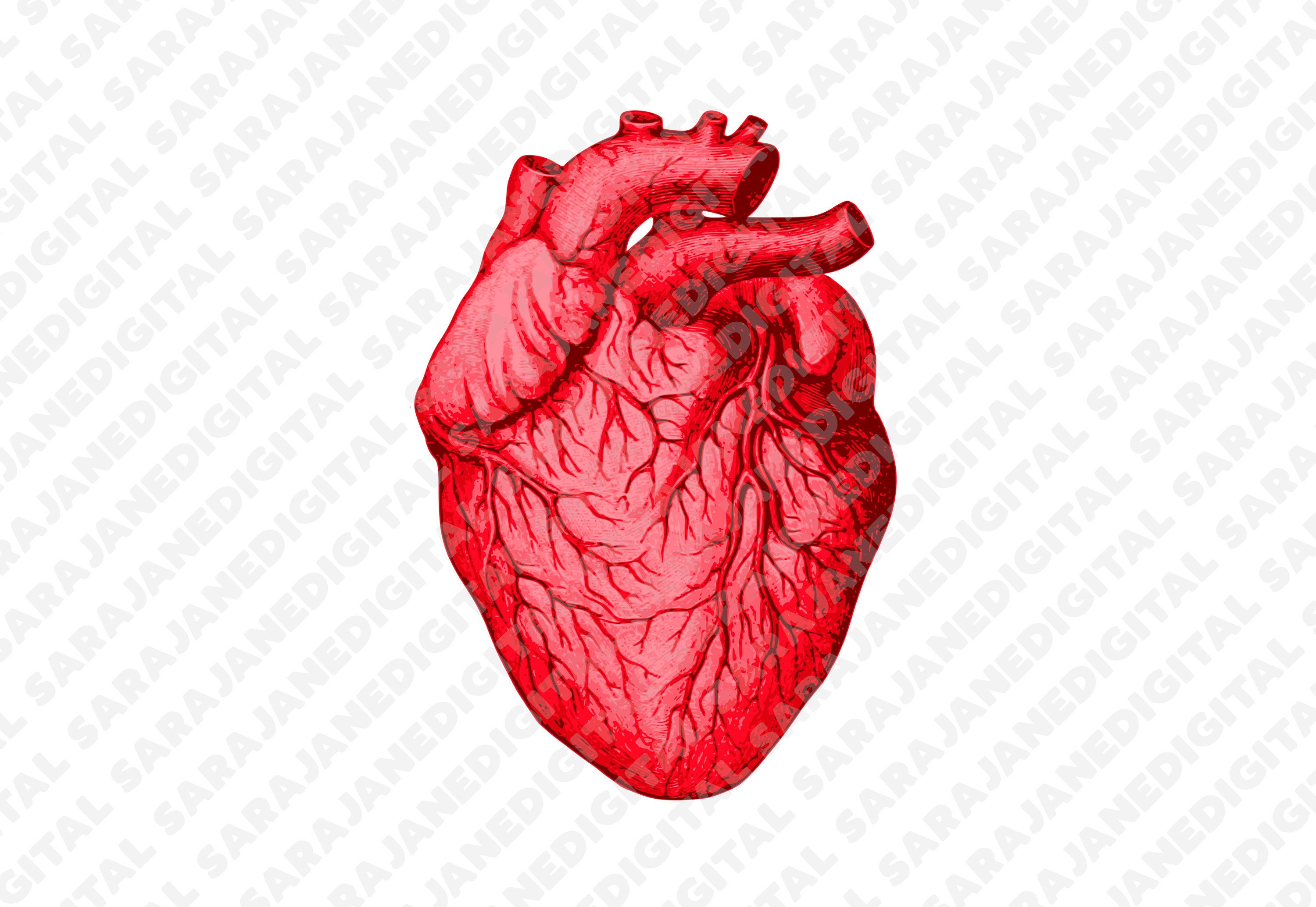 Human Heart Transparent