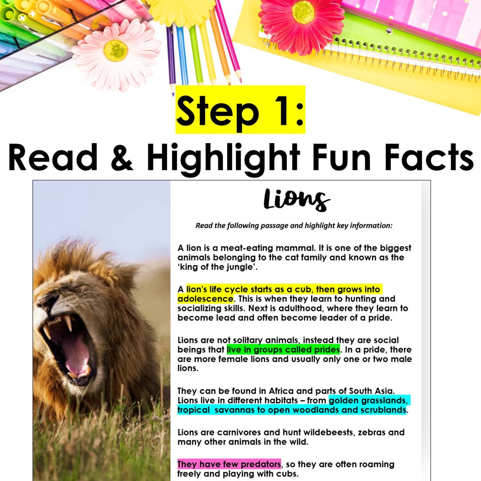Animal Report Research Project: Homeschool Printable, Grades 2-4 - Etsy