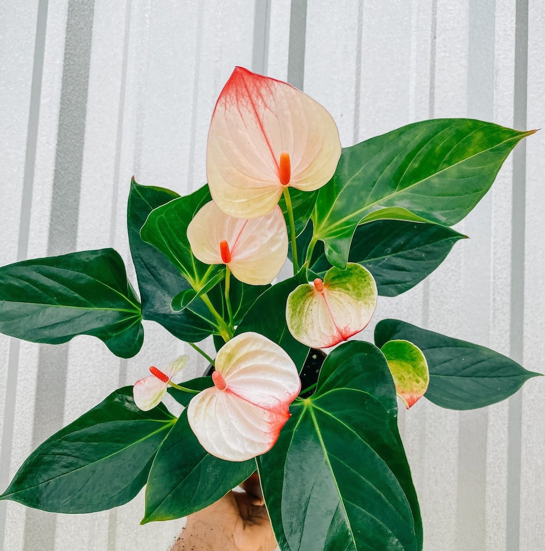 Tropical Anthurium Mystique Potted Plant Etsy