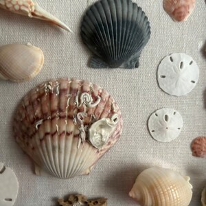 The Beach Comes Alive With Seashells and Sand Dollars Encased in a Blue ...